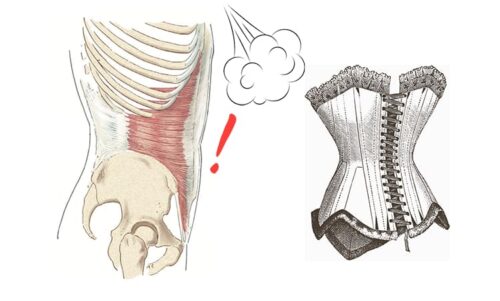 Transverso del Abdomen o el "músculo faja" - Impulsa Fisioterapia