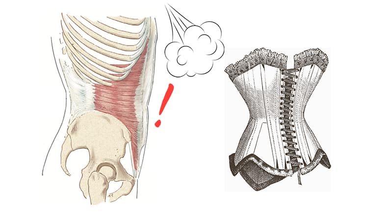 Transverso del Abdomen o el "músculo faja" - Impulsa Fisioterapia
