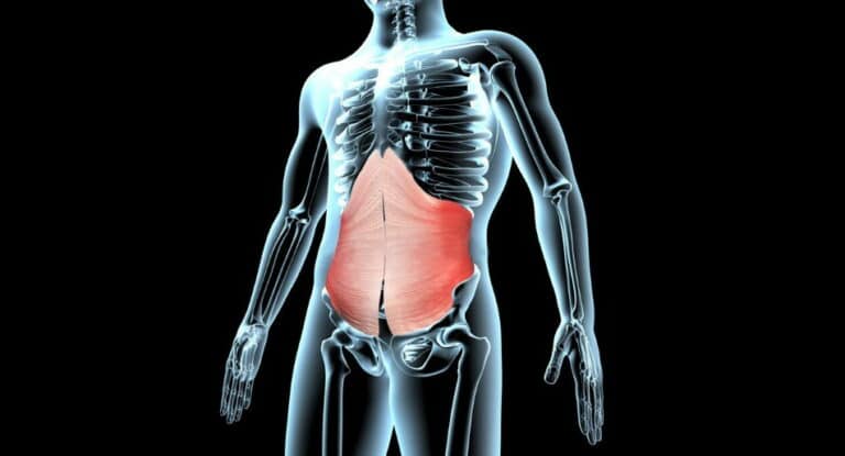 Transverso del Abdomen o el "músculo faja" - Impulsa Fisioterapia